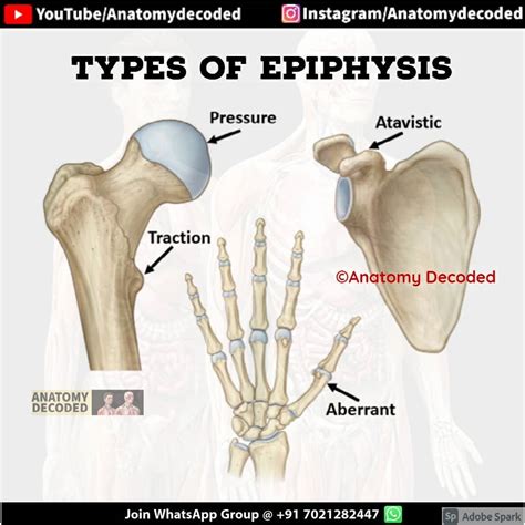Anatomy Decoded Anatomydecoded Types Of Epiphysis