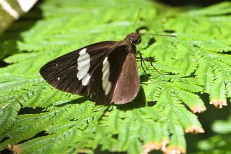 Butterflies Insects Of Papua New Guinea
