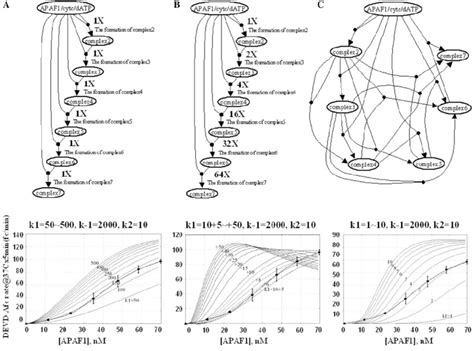Cooperative Binding Of Apaf 1 Can Explain The Rate Of Caspase 3 Download Scientific Diagram