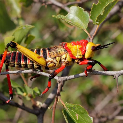 Eww Bugswow Amazing Creatures The Kosher Safari