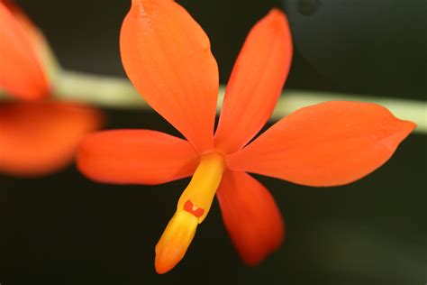 Encyclia Vitellina Tropical Orchids Portugal