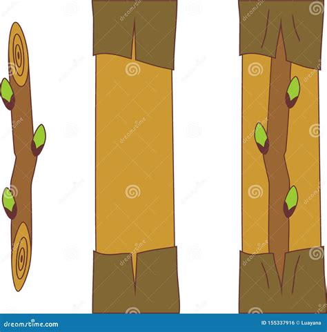 Spring Grafting Tree Stock Vector Illustration Of Scion 155337916