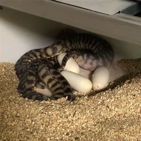 Black Headed Python Care Sheet Reptiles Cove