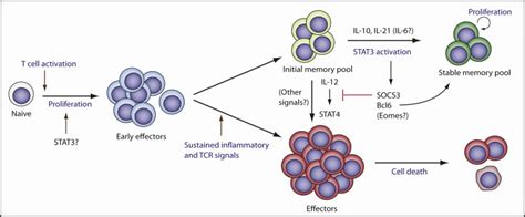 Keeping STATs On Memory CD T Cells Immunity