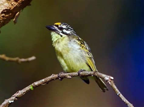 National Botanic Garden Harare Birdlife Zimbabwe