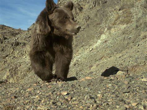 Gobi Bear 2020 Cc Snow Leopard Trust