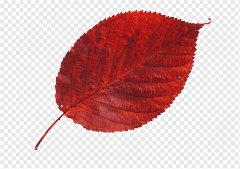 메이플 리프 레드 리프 잎 사진술 단풍잎 Png Pngwing