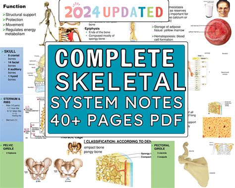 Skeletal System Notes Pages With Cheat Sheet Intro To Skeletal System Skeleton Anatomy