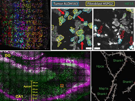 Expansion Sequencing Spatially Precise In Situ Transcriptomics In Intact Biological Systems