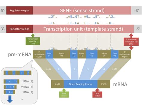 Pdf Transcription Alternative Splicing And Translation