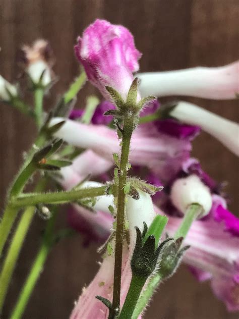 Streptocarpus Cape Primroses