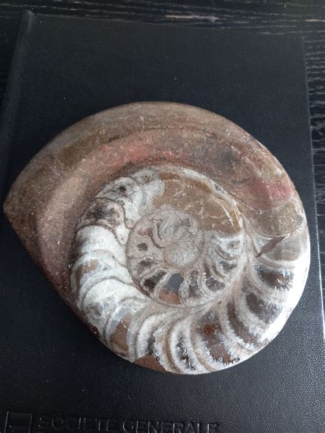 Proantic Iridescent Ammonite Fossil