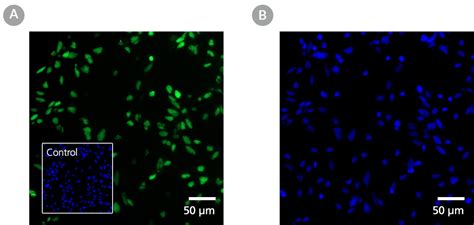 Anti Human Sox2 Anop3 Antibody Clone 2e1 Stemcell Technologies