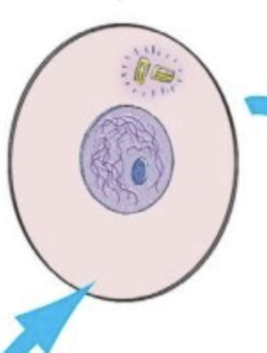 Cell Cycle Flashcards Quizlet