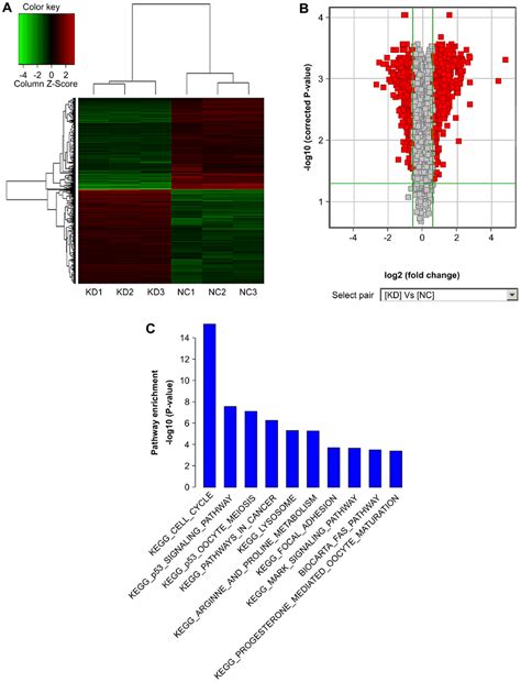 a unsupervised hierarchical clustering based on the mrna expression