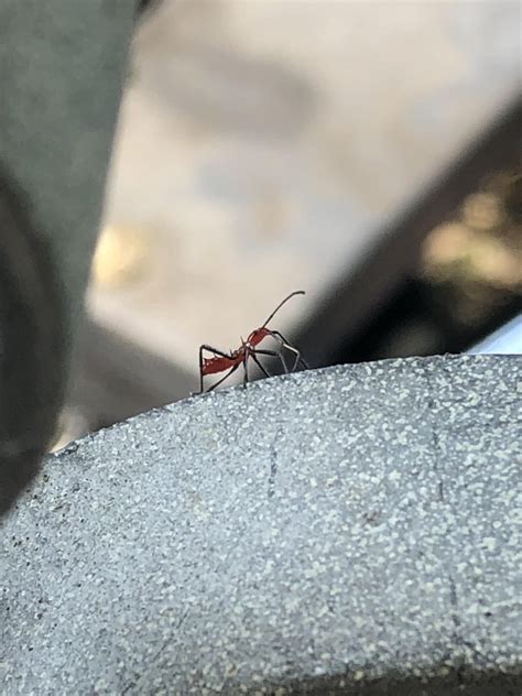 Missouri Bug Id Is This An Assassin Bug Nymph Found On Chainlink