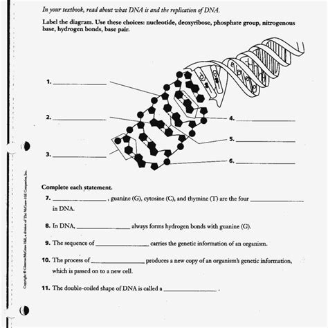 Unit 14 Dna Worksheet Structure Of Dna And Replication — Db