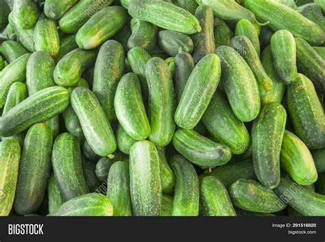 Cucumber Background Image And Photo Free Trial Bigstock