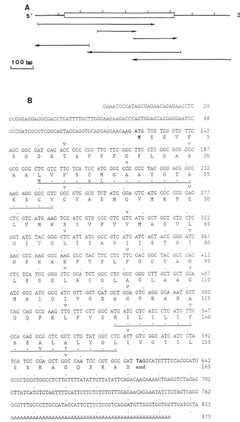 Figure 2 From Molecular Cloning And Sequencing Of Cdnas Encoding The