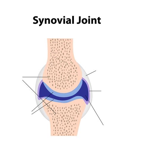 Synovial Joint Anatomy Schematic Representation Of The Knee Describing