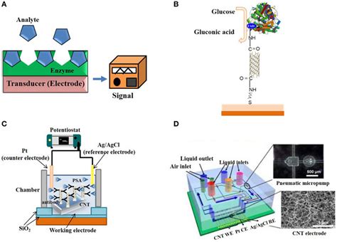 Electrochemical And Electronic Cnt Biosensors A Typical Design Of An