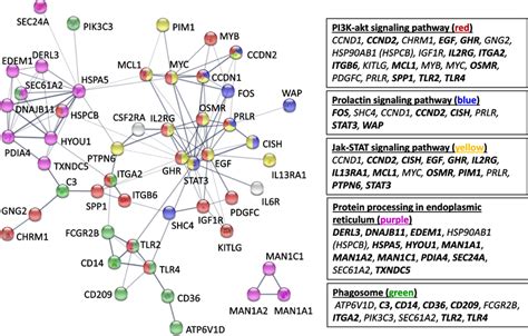 string generated interaction network among selected enriched kegg