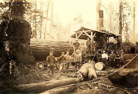 Antique Logging Pictures Arborist Chainsaw Tree Work Forum