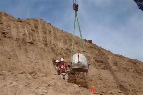 Descubrieron Una Nueva Especie De Gliptodonte En Argentina Infobae