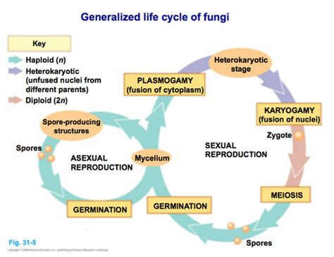 Bio Lab 2 Fungi And Lichen Flashcards Quizlet