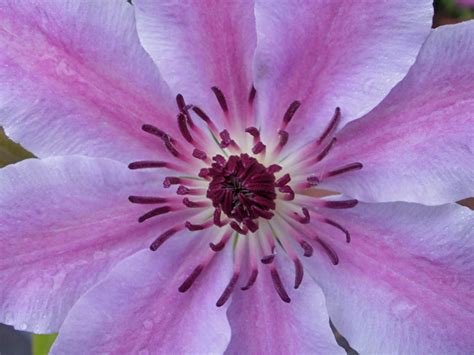 배경 화면 매크로 백합 플로어 덩굴 핑크 플라워 블론 마 피오리 블룸버그 불 락락 꽃을 피우다 시큼한