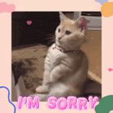 Sorry Apologies  Sorry Apologies Apologize Discover And Share S