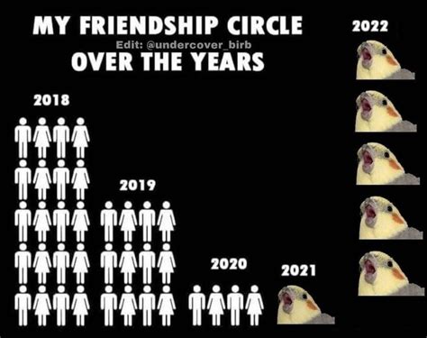 Funny Bird Memes Funny Parrots Funny Birds Funny