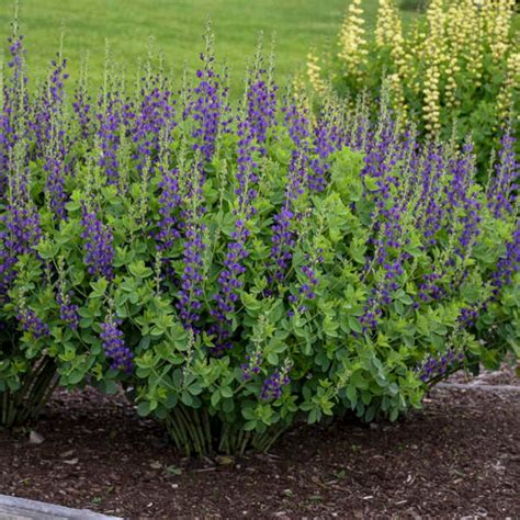 False Indigo ‘sparkling Sapphires Intense Vivid Violet Blue Flowers