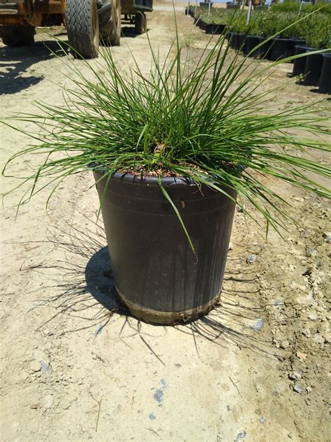 Buy Pennisetum Alopecuroides Hameln Dwarf Fountain Grass