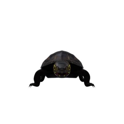 Turtle Shell PNGs For Free Download