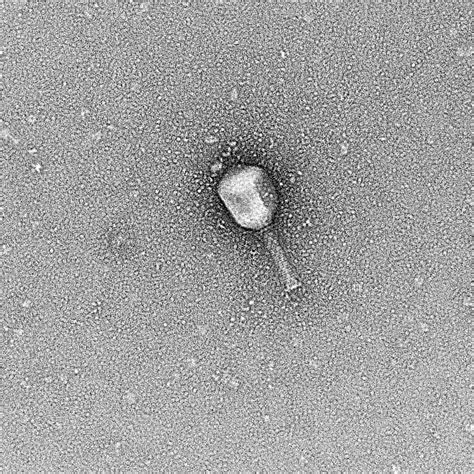 Scienceworks Phage Technology Phagelab