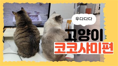 벌러덩 잠자기 YouTube