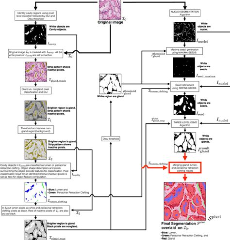 complete work flow for segmenting an image into gland lumen