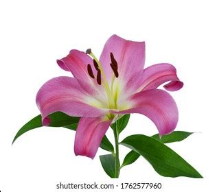 Lily Tom Pouce Isolated On White Stock Photo 71423842 Shutterstock