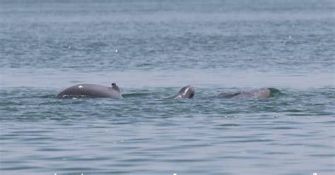 កម្ពុជា ទទួល បាន កូន ផ្សោត ថ្មី ២ ក្បាល ក្នុង ថ្ងៃ តែ មួយ តែ ១ក្បាល ក្នុង ចំណោម នោះបា ត់ ប ង់ ជី