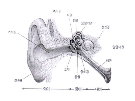 청각기관귀의 해부 외이 중이 네이버 블로그