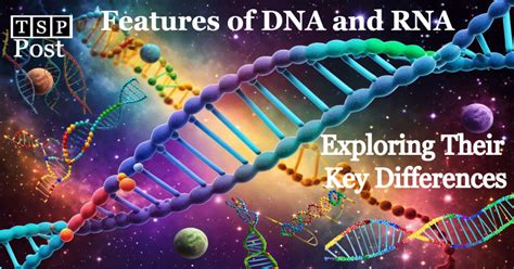 Features Of Dna And Rna Exploring Their Key Differences The Scholar Post
