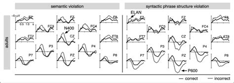Grand Average Erps Of Adult Listeners For The Critical Word In The Download Scientific Diagram