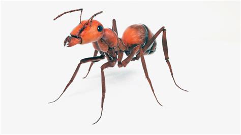 Ant Model Turbosquid 1042167