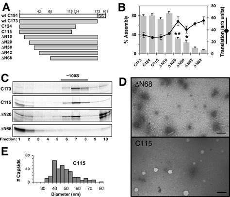 The N Terminus Of Core Appears To Be Important For Capsid Assembly A