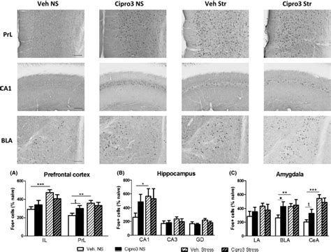 Fos Protein Expression Induced By Acute Stress And Ciproxifan After Csd