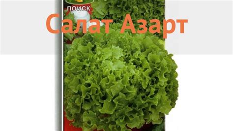Салат обыкновенный Азарт Полукочанный (azart) 🌿 обзор: как сажать ...