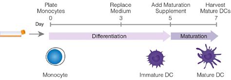 Mtormediated Regulation Of Dendritic Cell Differentiation And Function