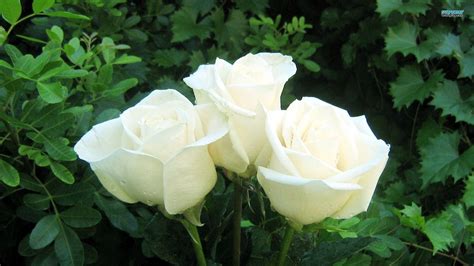 White Rose Wallpapers Wallpaper Cave