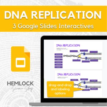 DNA Replication Basic Drag And Drop Labeling Activity In Slides